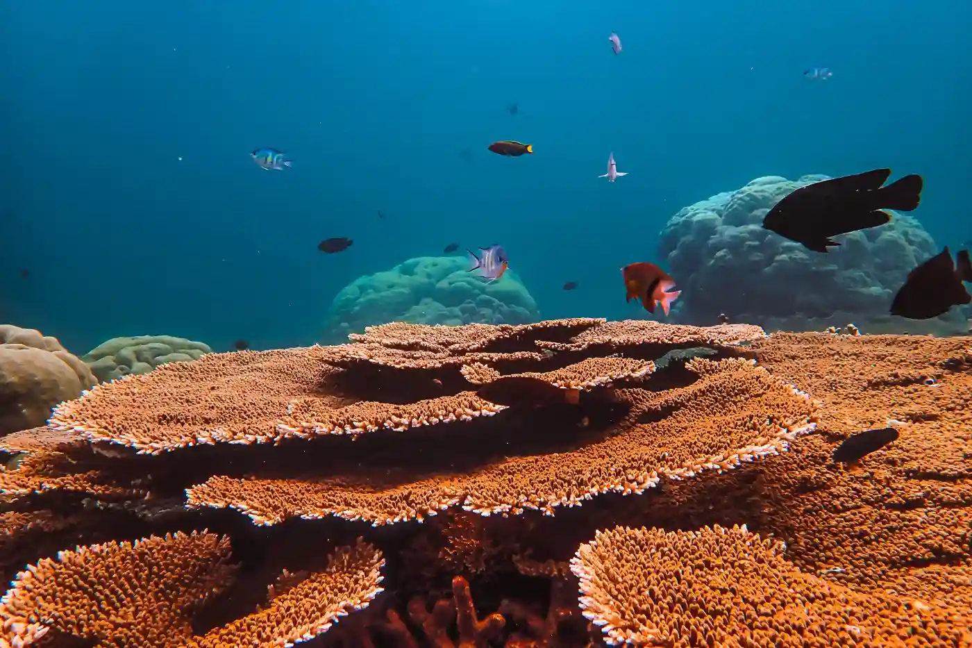 JSK Mantanani Island Resorts - Scenic Point